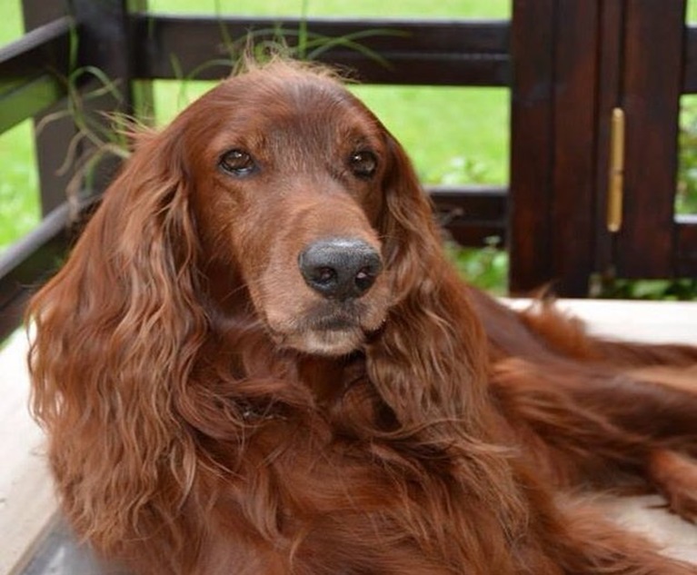 10 Dog breeds least likely to trigger a bite claim